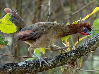 Rufous-headed Chachalaca - eBird