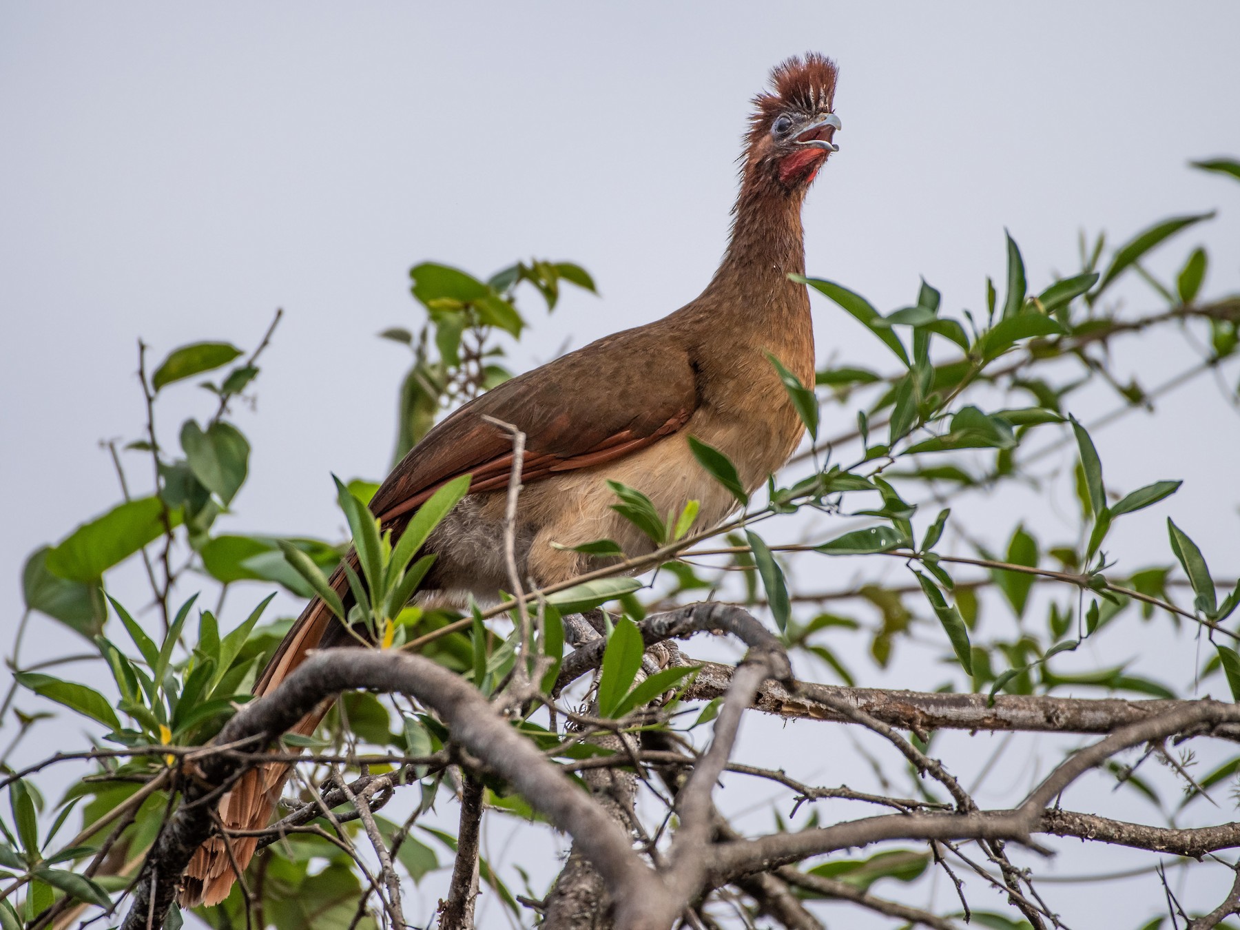 Rufous-headed Chachalaca - eBird