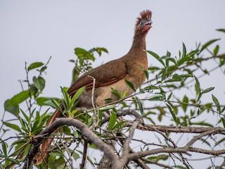 Rufous-headed Chachalaca - eBird