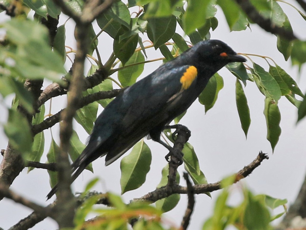 Black Cuckooshrike - eBird