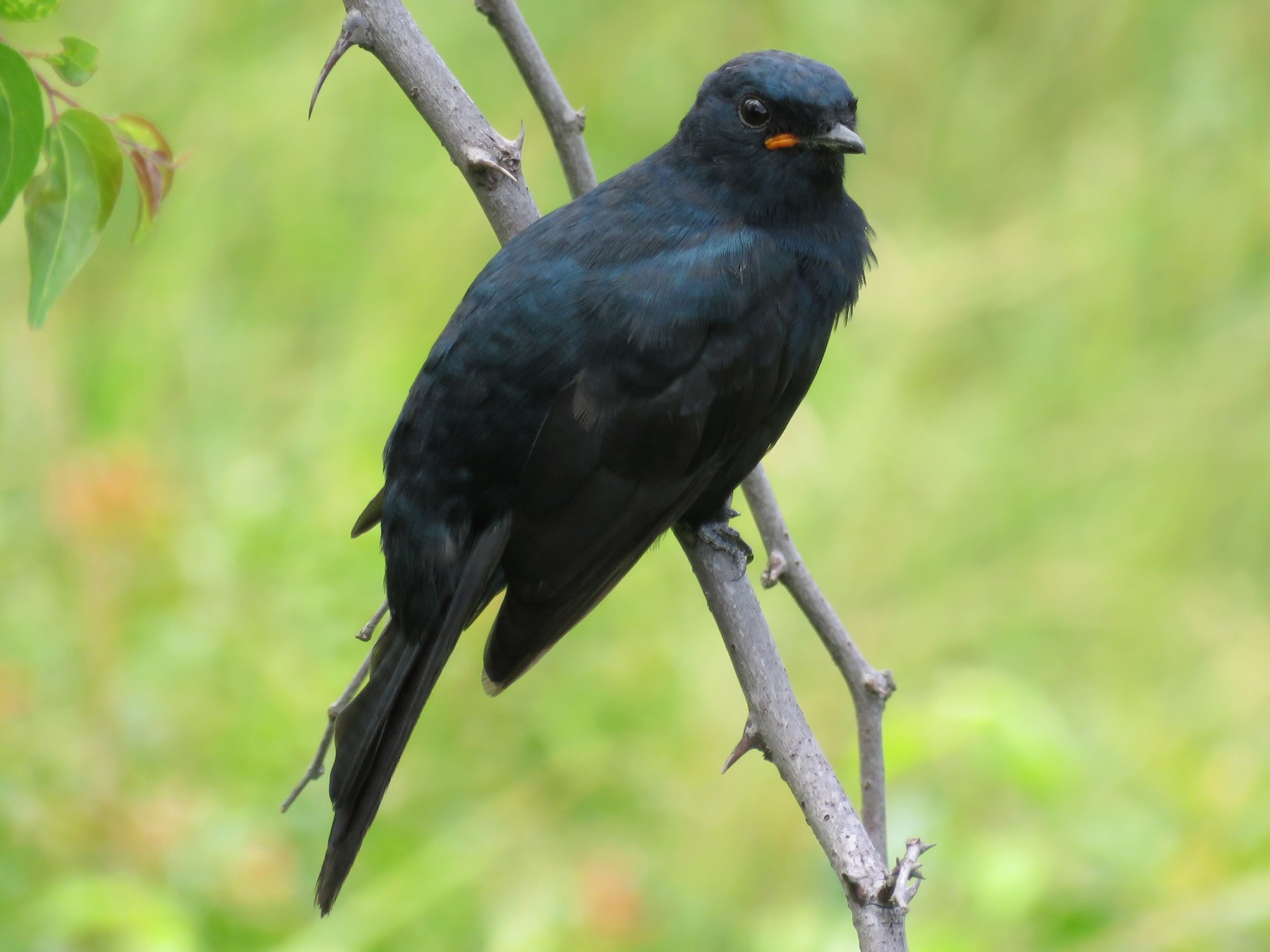 Black Cuckoo Bird