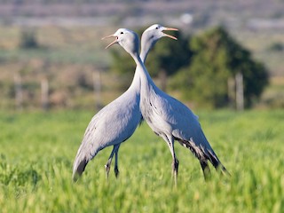 Blue Crane - eBird