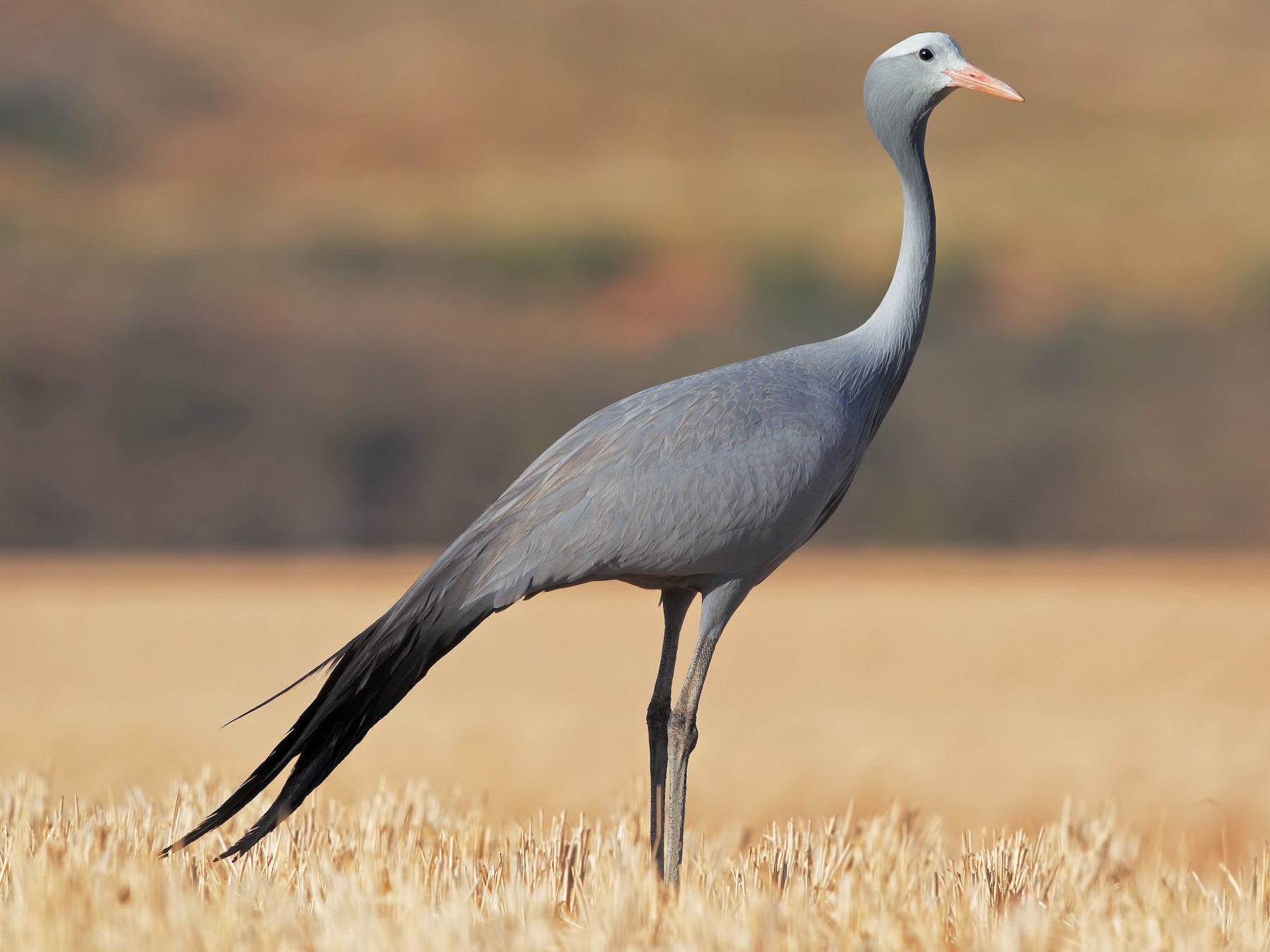 Blue Crane - eBird