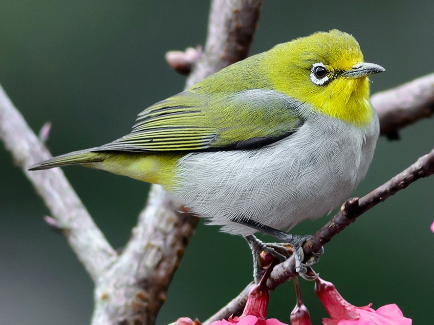 Swinhoe's White-eye - eBird