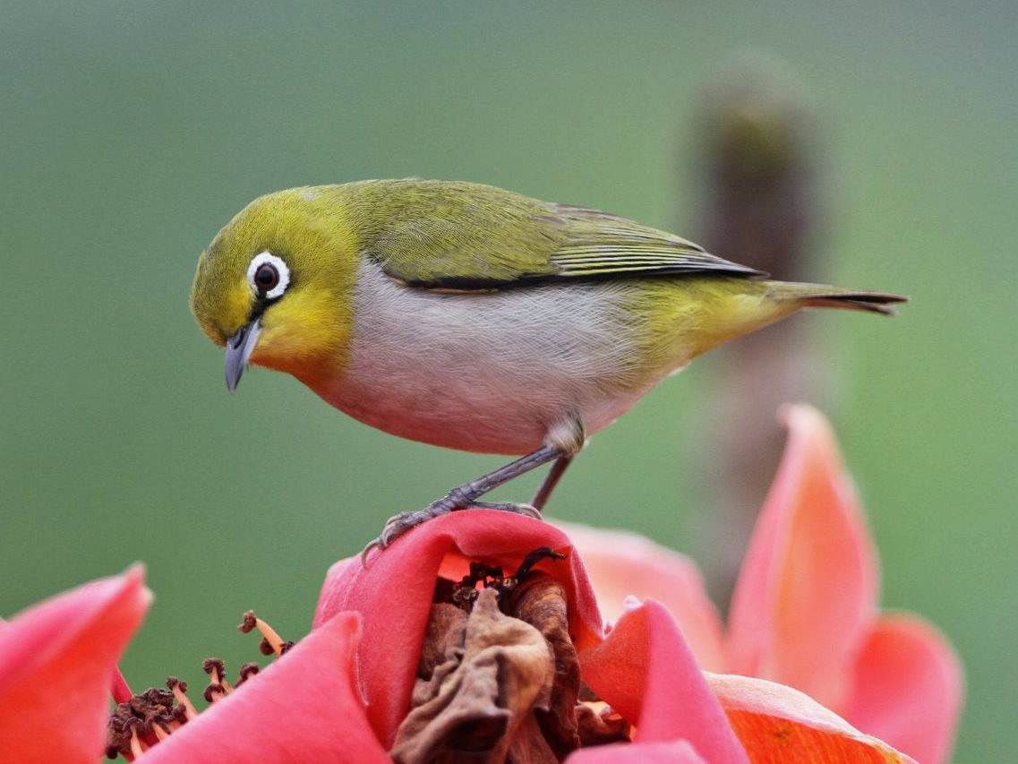 Swinhoe's White-eye - eBird