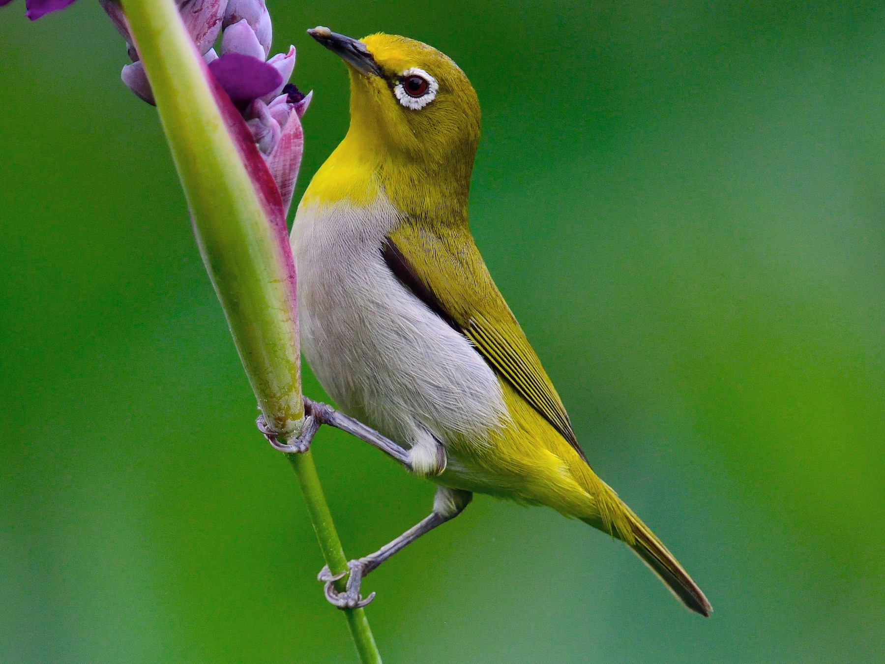 Swinhoe's White-eye - eBird