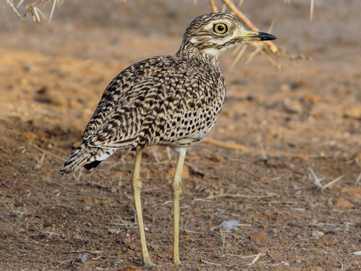 Spotted Thick-knee - eBird