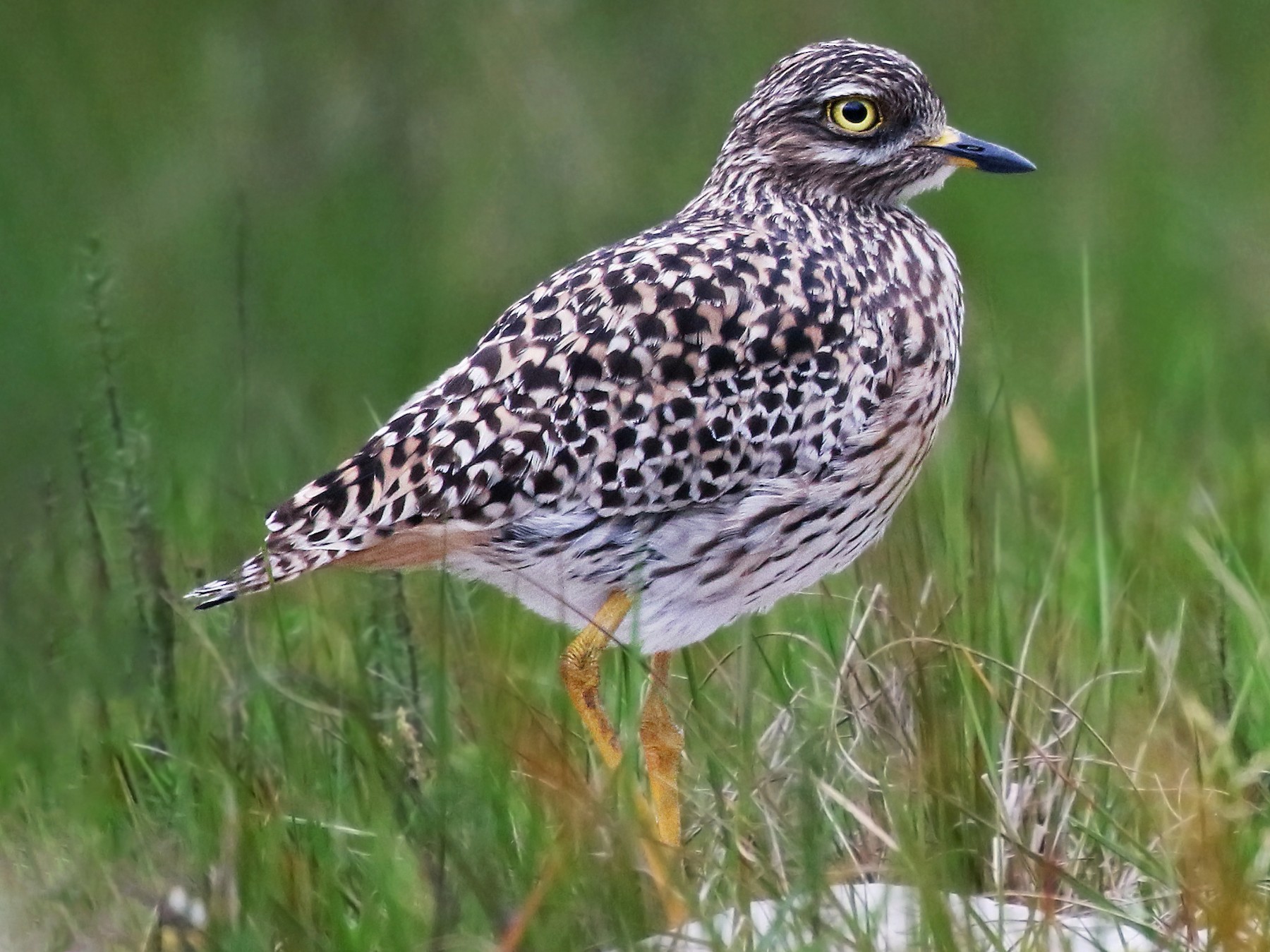 Spotted Thick-knee - eBird
