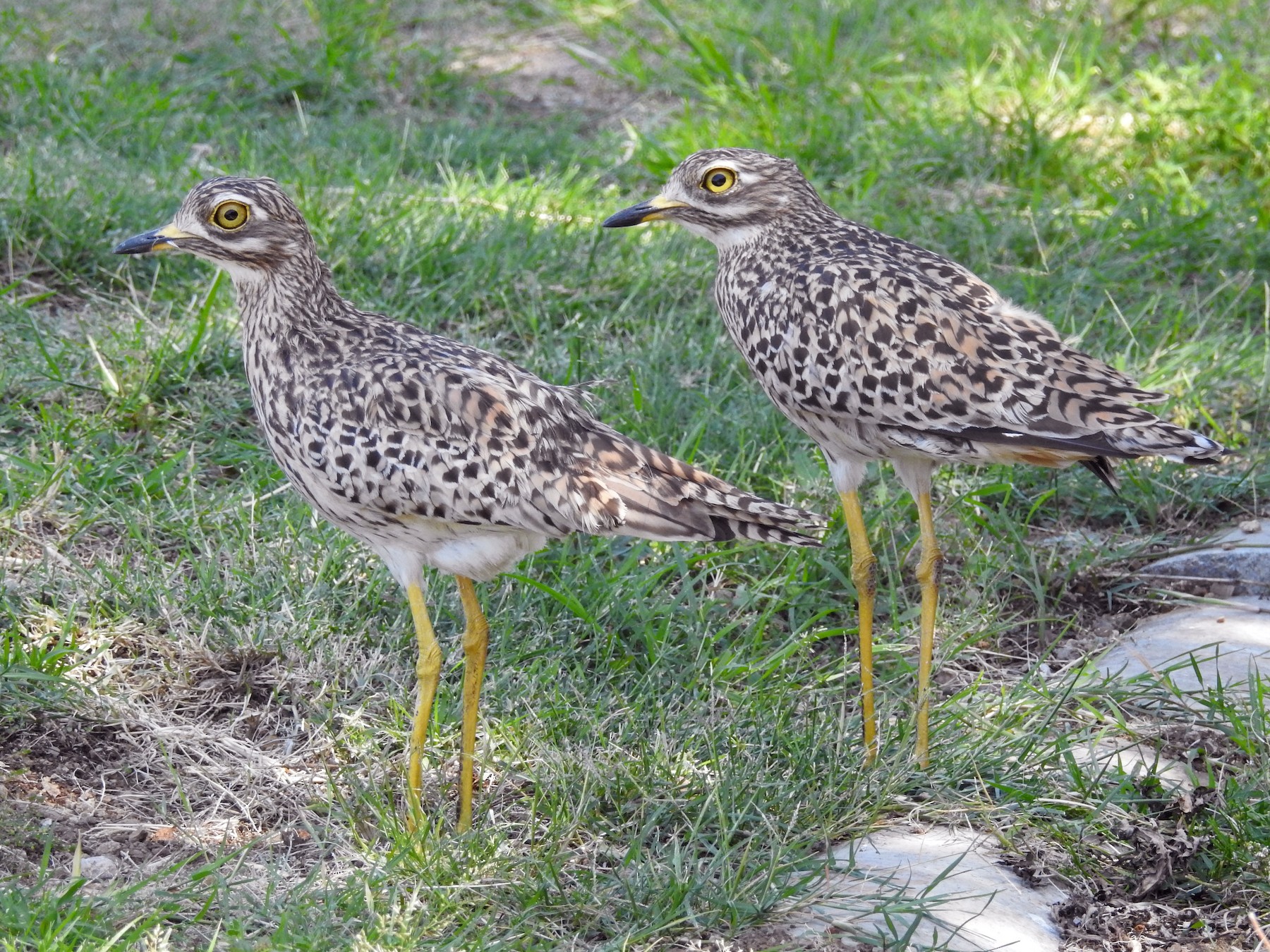 Spotted Thick-knee - eBird