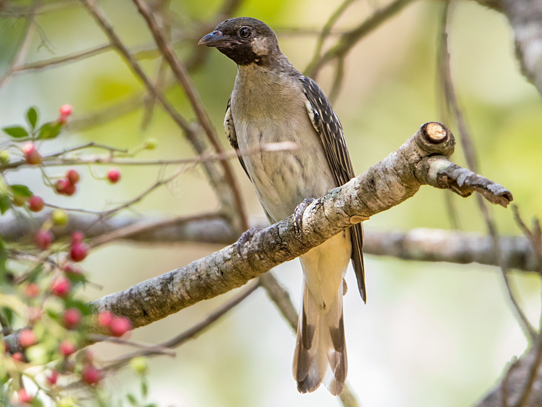 Greater Honeyguide - eBird
