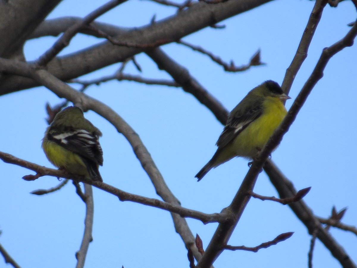 eBird Checklist - 27 Jan 2020 - Fairfield East Raptor Route Leg 8 - 9 ...