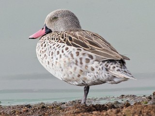 Cape Teal - eBird