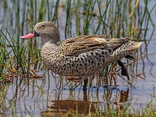 Cape Teal - eBird