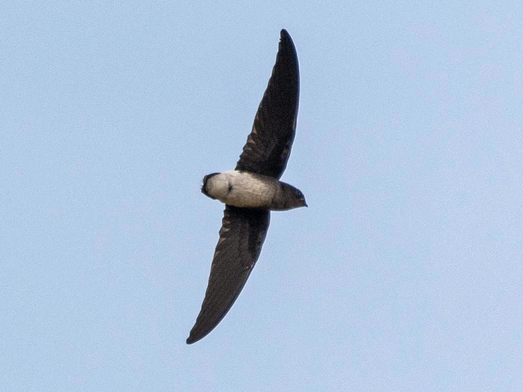Bat-like Spinetail - eBird