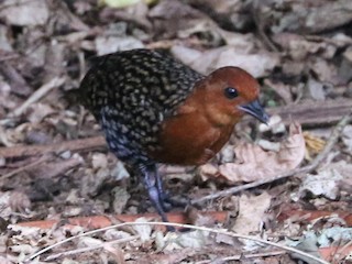 Buff-spotted Flufftail - eBird