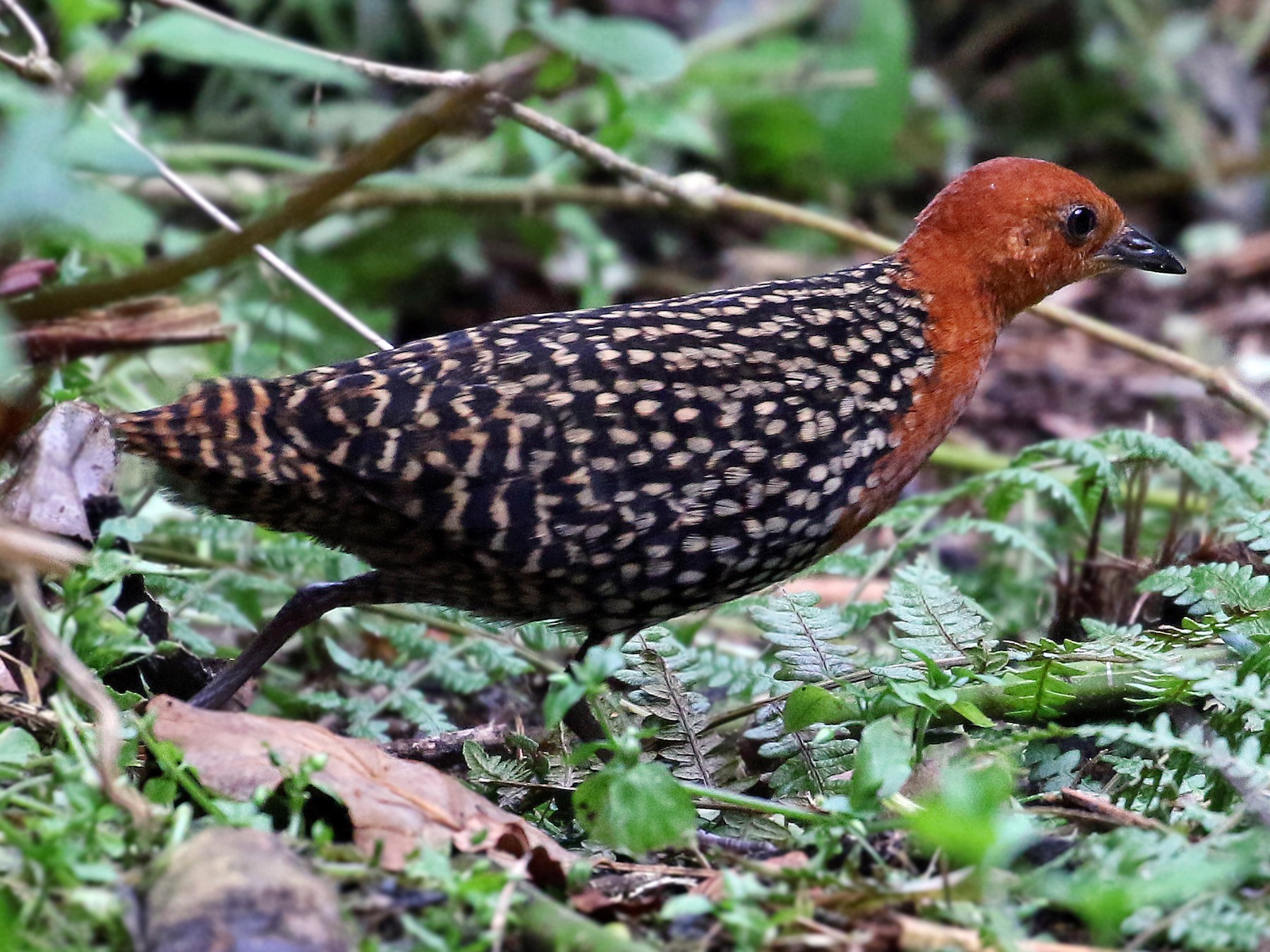 Buff-spotted Flufftail - eBird