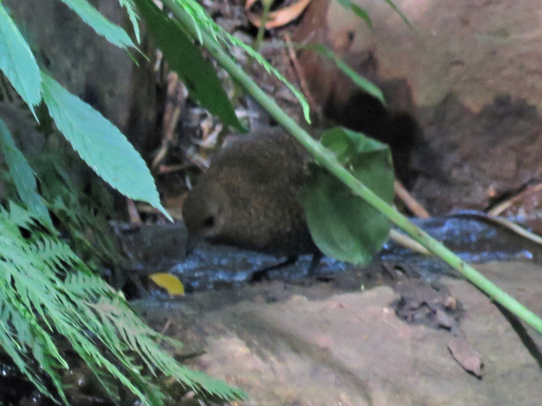 Buff-spotted Flufftail - eBird