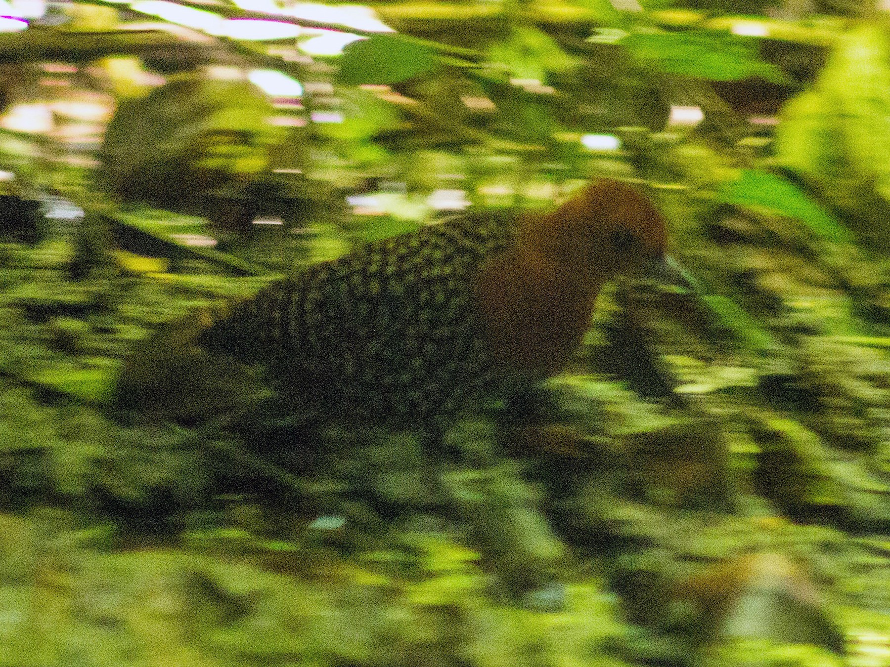 Buff-spotted flufftail - eBird