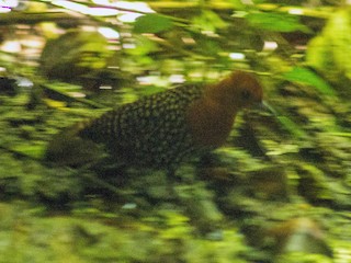 Buff-spotted Flufftail - eBird