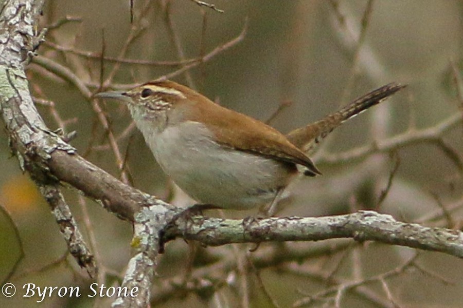 Bewick's Wren (bewickii) - eBird