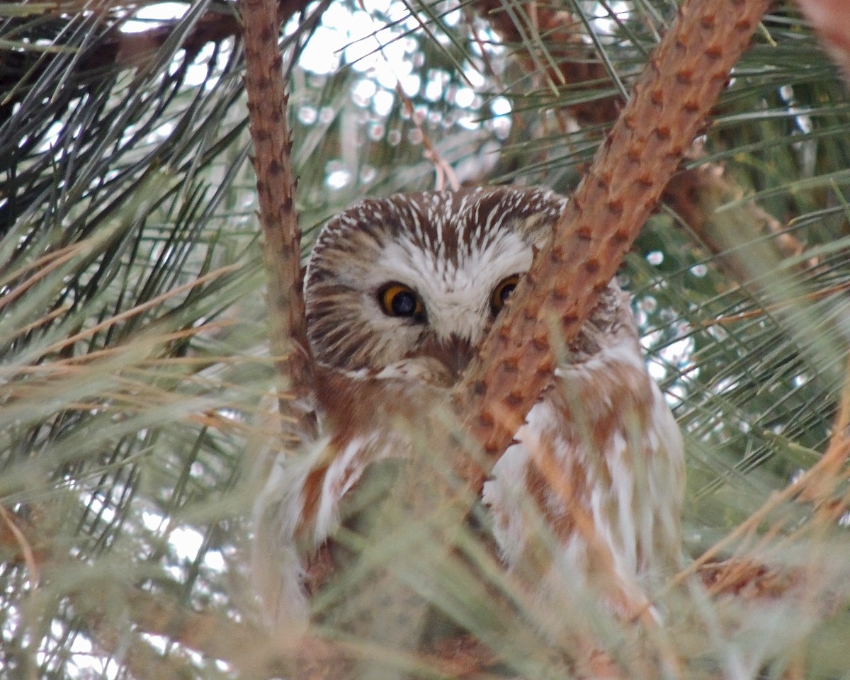 eBird Checklist - 26 Jan 2020 - Carlos Avery WMA (Chisago Co.) - 6 species