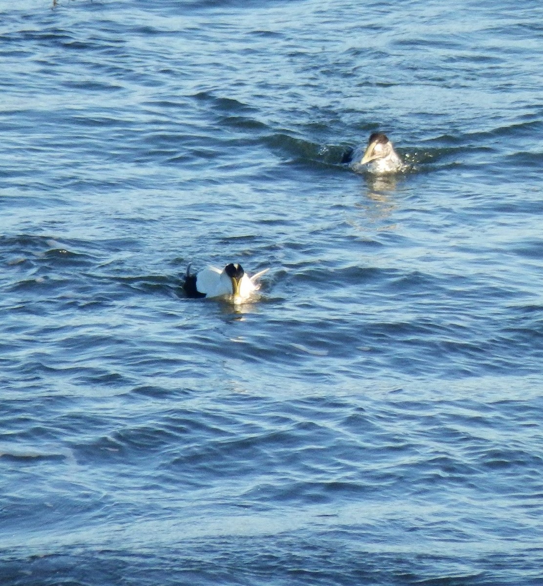 eBird Checklist - 20 Jan 2020 - Manomet Point - 5 species