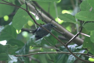 Vanikoro Monarch - Mayrornis schistaceus - Birds of the World