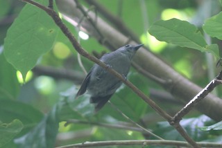 Vanikoro Monarch - Mayrornis schistaceus - Birds of the World