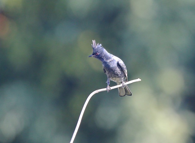 eBird Checklist - 10 Oct 2015 - Babel Slough - 30 species