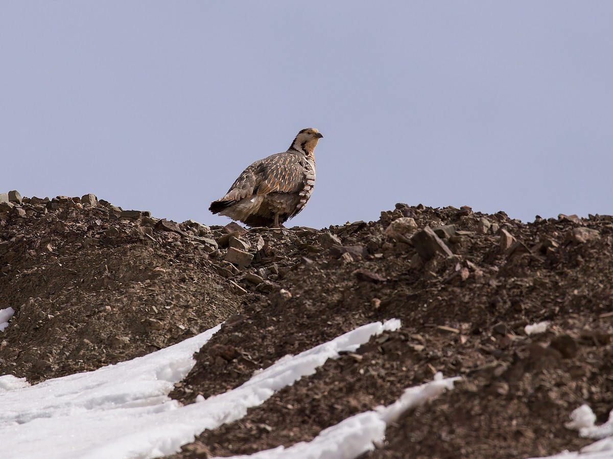 Himalayan Snowcock - Tetraogallus himalayensis - Birds of the World