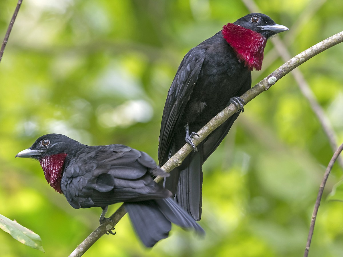 Purple-throated Fruitcrow - Querula purpurata - Birds of the World