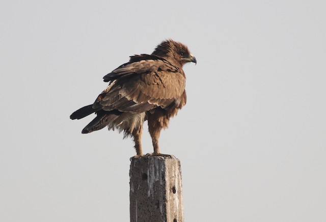 Indian Spotted Eagle Identification