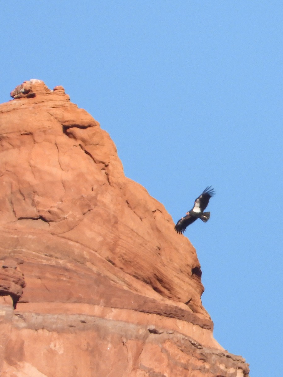 eBird Checklist - 27 Jan 2020 - Vermilion Cliffs--Condor Viewing Site ...