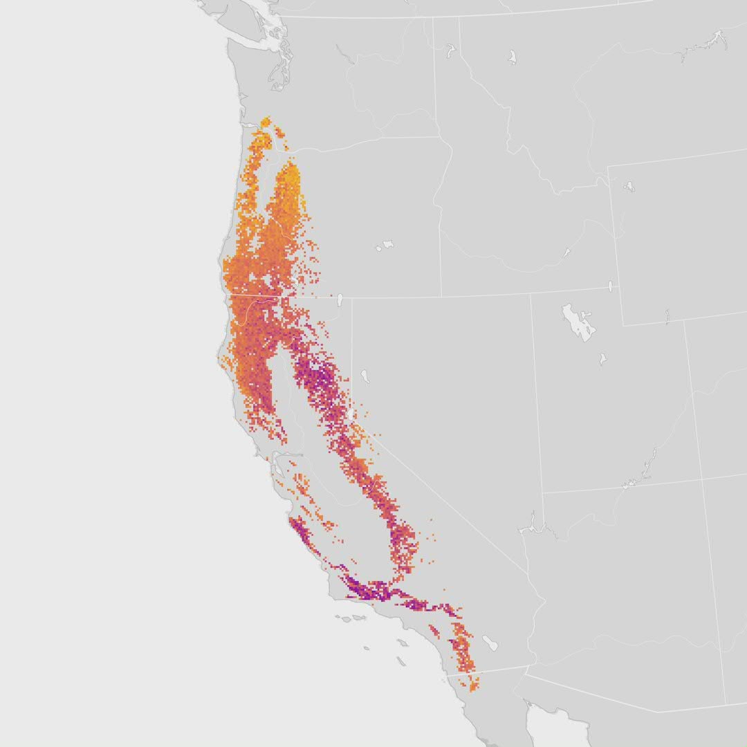 Mountain Quail - Abundance animation - eBird Status and Trends