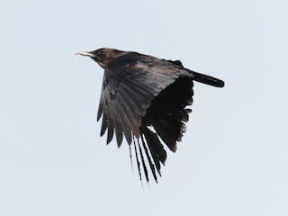 Cape Crow - eBird