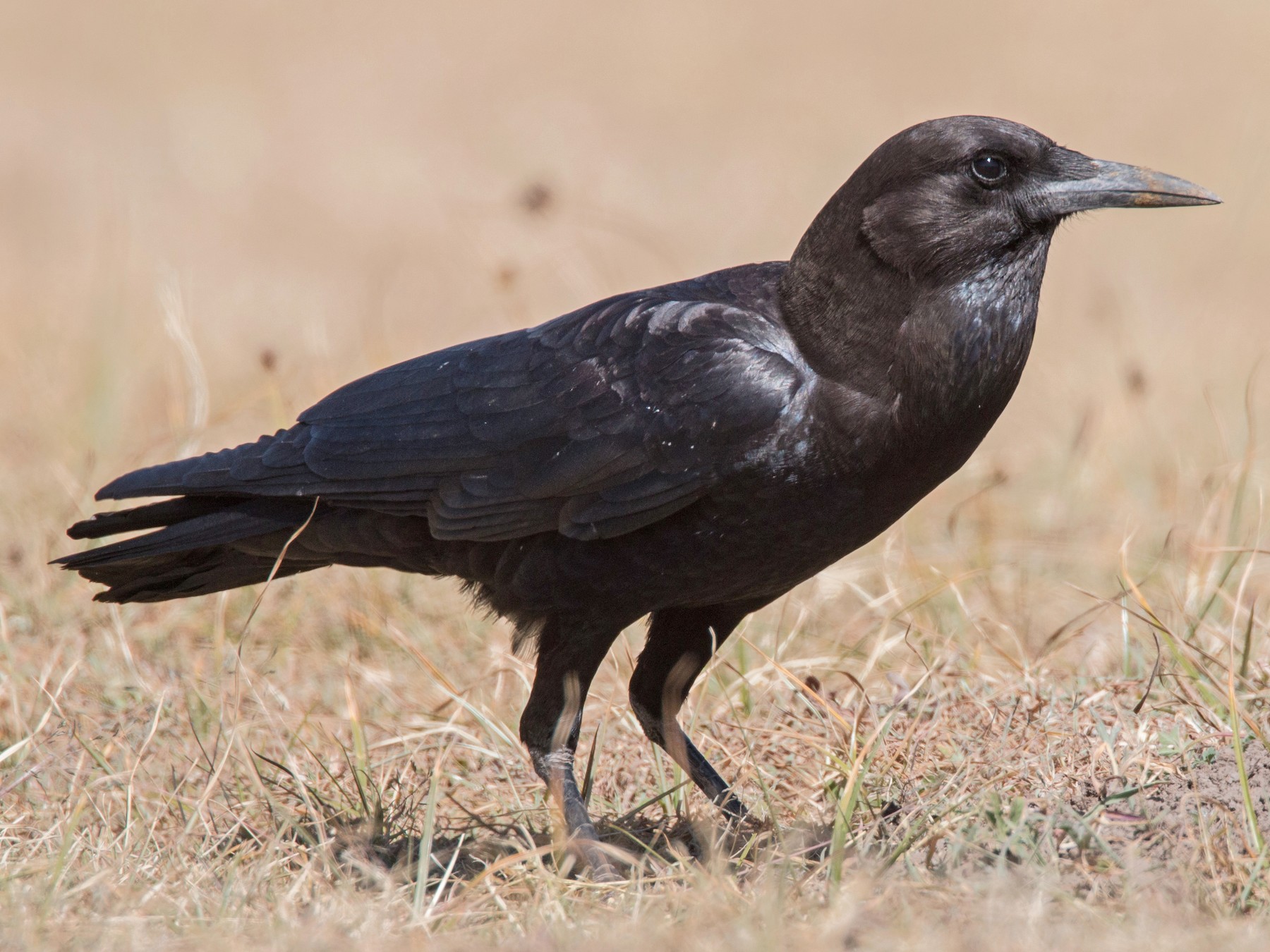 Cape Crow - eBird