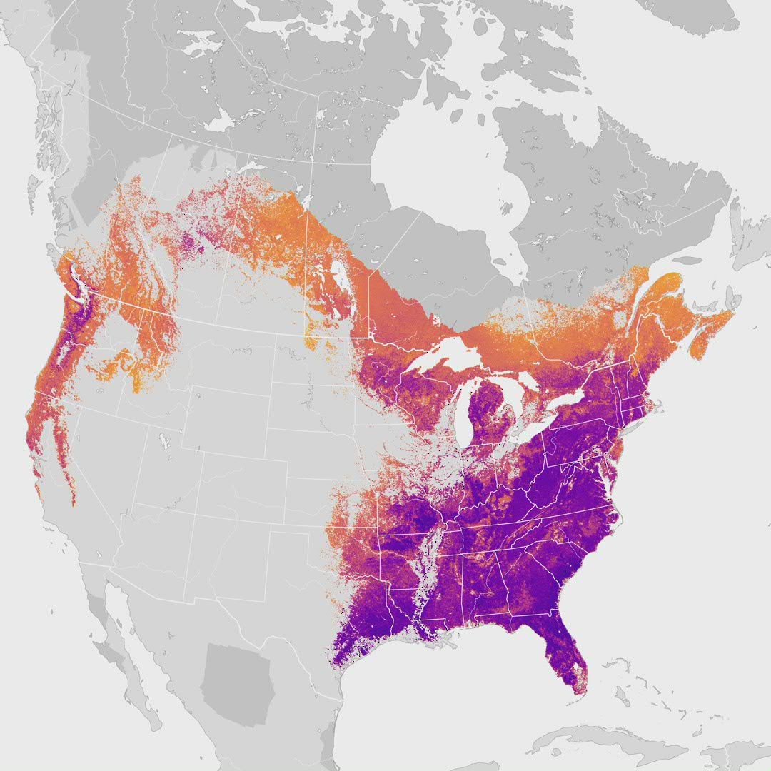 Pileated Woodpecker - Abundance animation - eBird Status and Trends