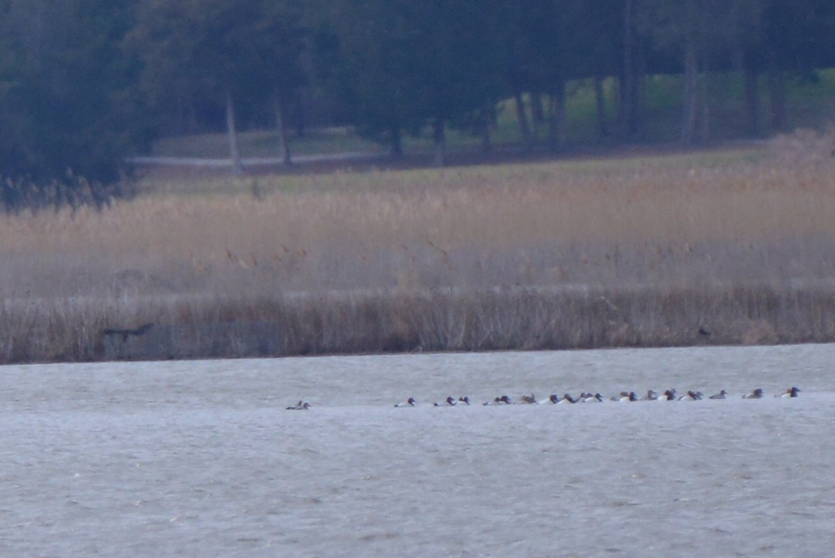 eBird Checklist - 28 Jan 2020 - Edwin B. Forsythe NWR (formerly Brig ...