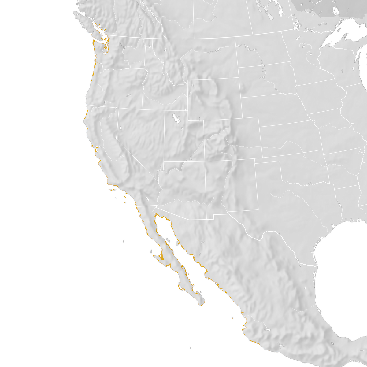 Heermann's Gull - Range map: Pre-breeding migration - eBird Status and ...