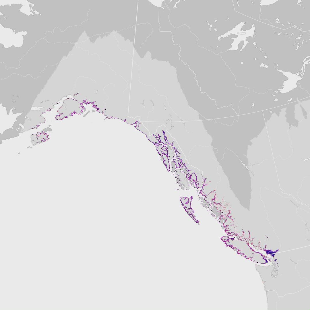 Northwestern Crow - Abundance animation - eBird Status and Trends