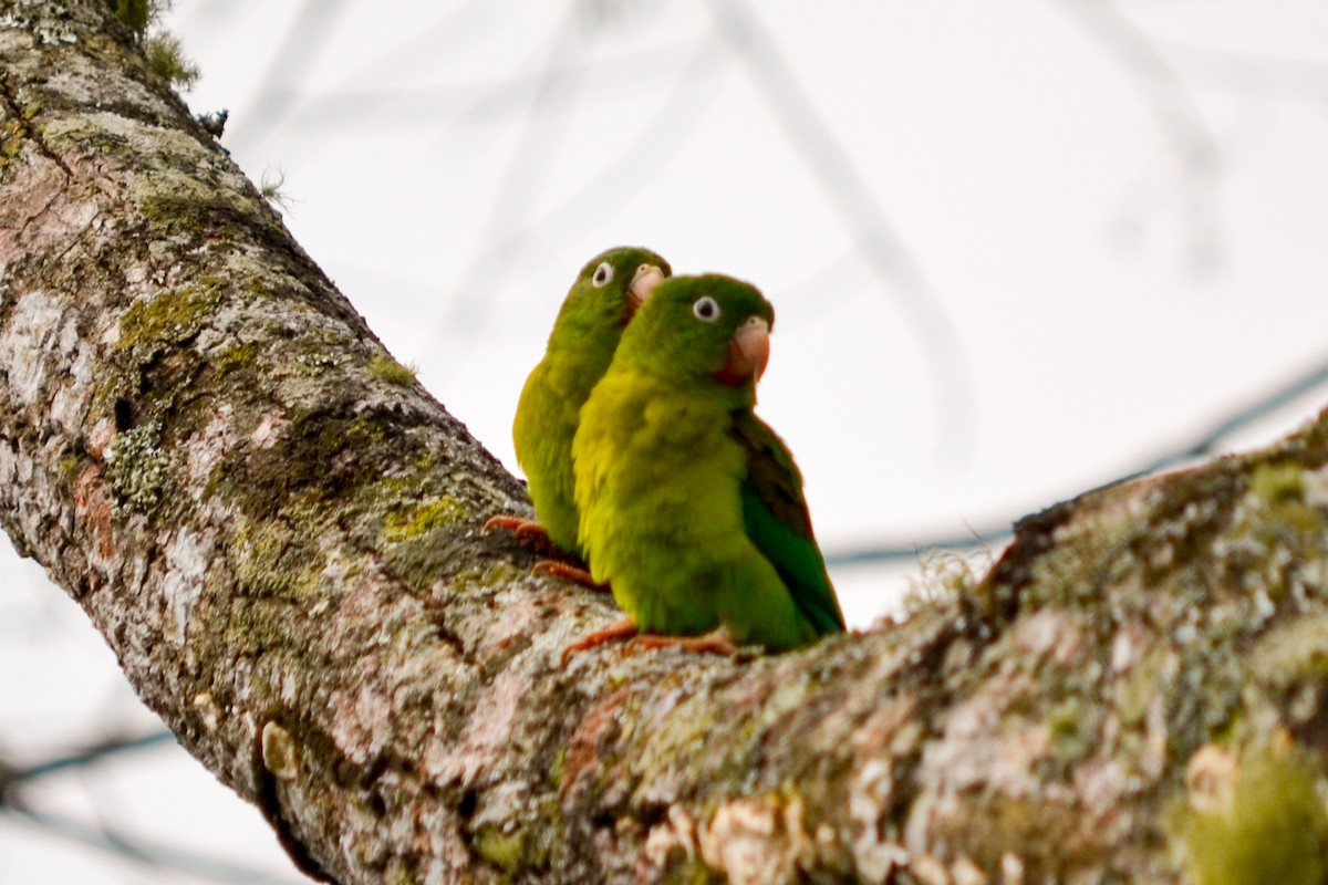 eBird Checklist - 6 Feb 2011 - La Victoria - 77 species