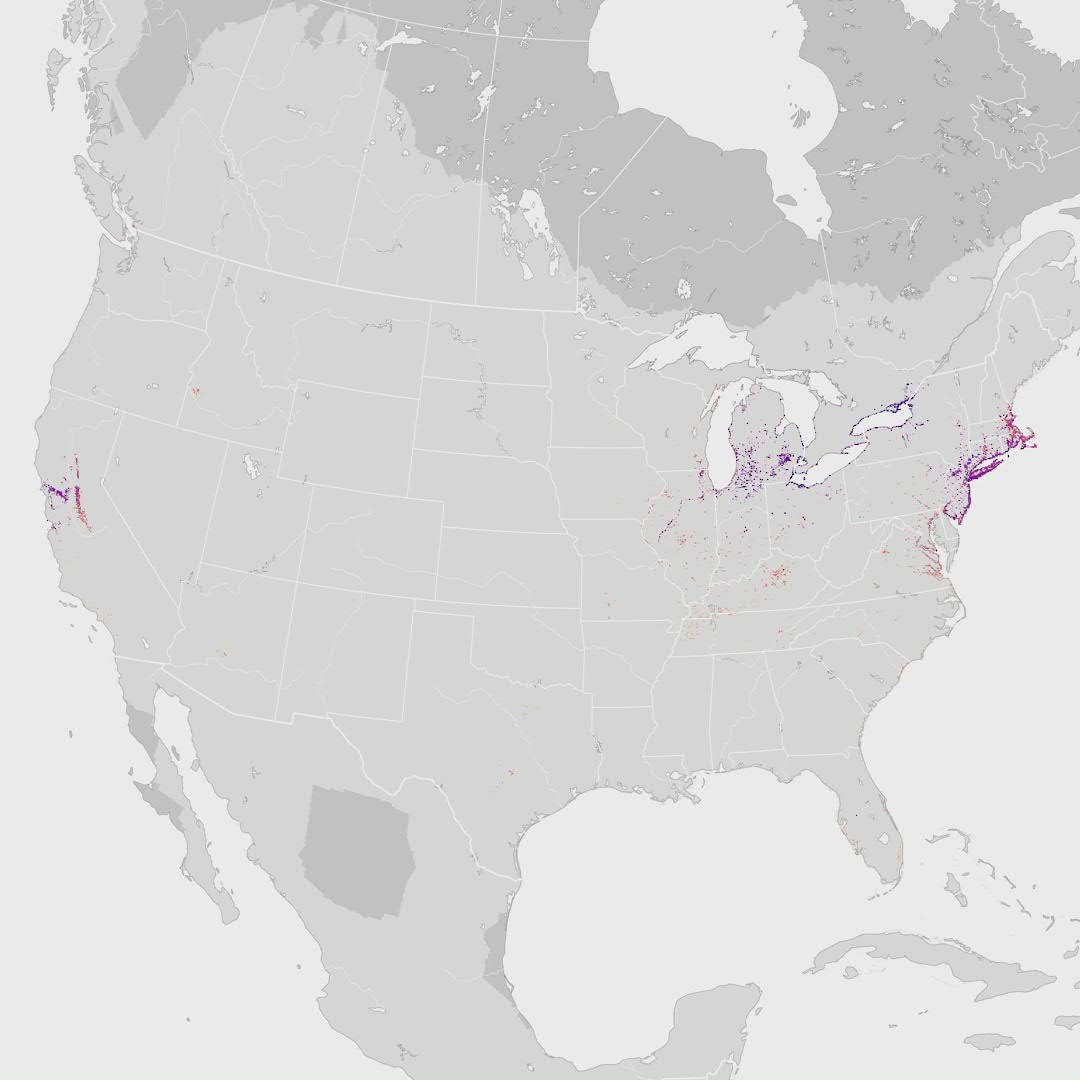Mute Swan - Abundance animation - eBird Status and Trends