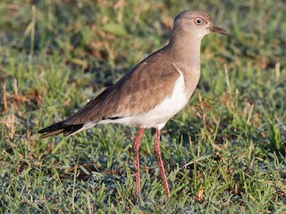 Black-winged Lapwing - eBird