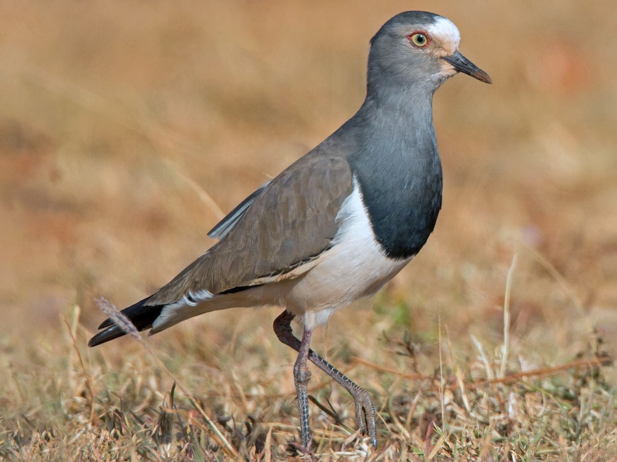 Black-winged Lapwing - eBird