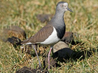 Black-winged Lapwing - eBird