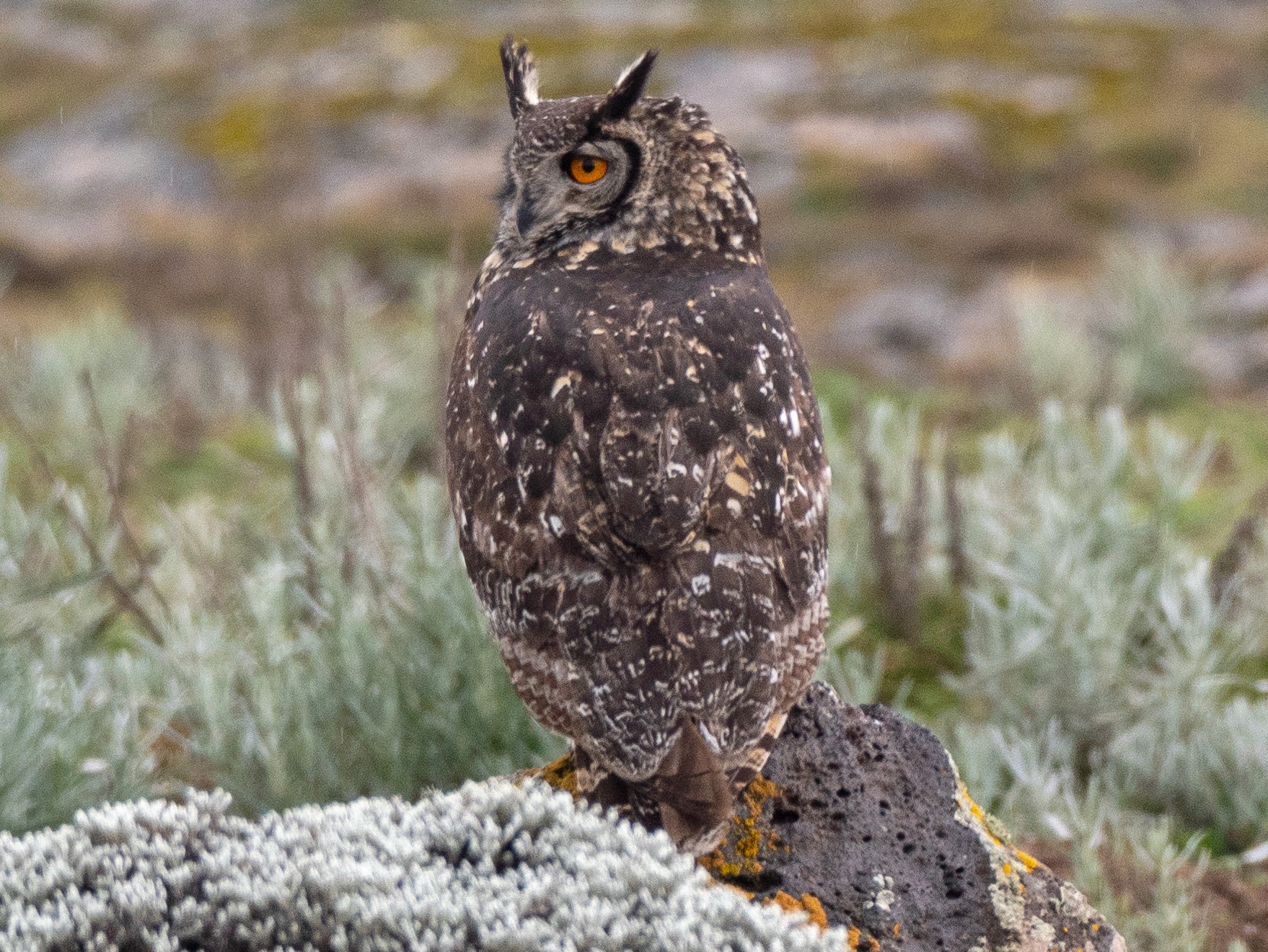 Cape Eagle-Owl - eBird