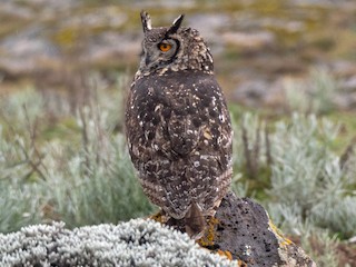 Cape Eagle-Owl - eBird