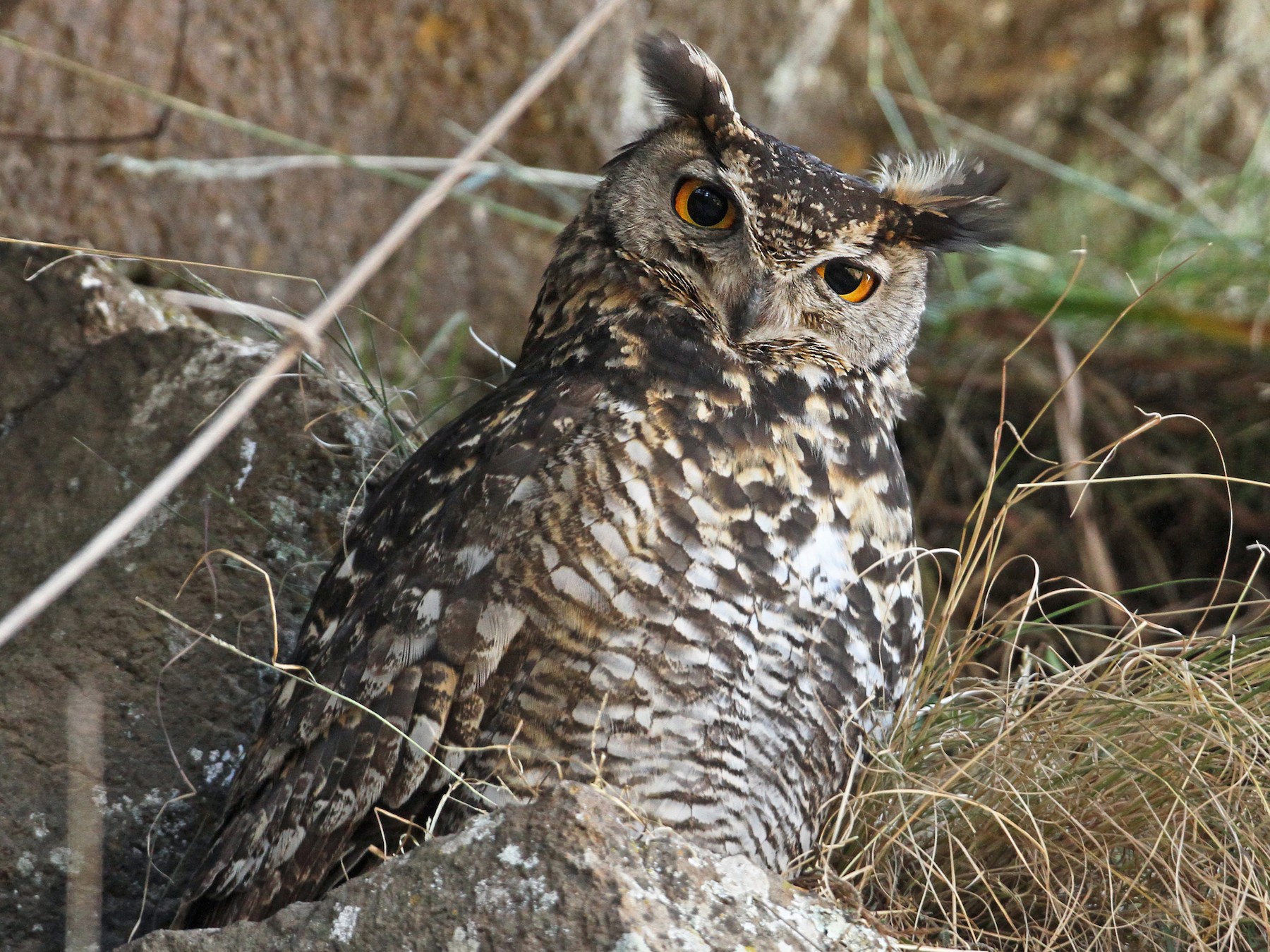 Cape Eagle-Owl - eBird