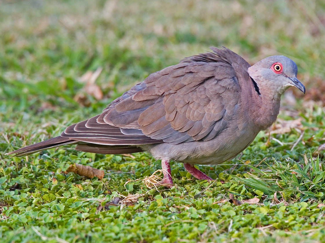 Mourning Collared-Dove - eBird