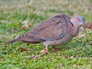 Mourning Collared-Dove - New Zealand Bird Atlas